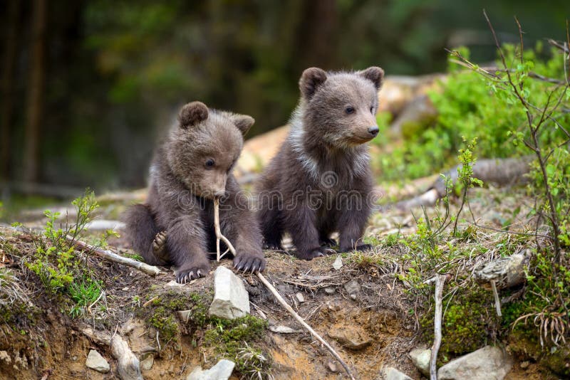 Two Little Brown Bear Cub on the Edge of the Forest Stock Photo - Image ...