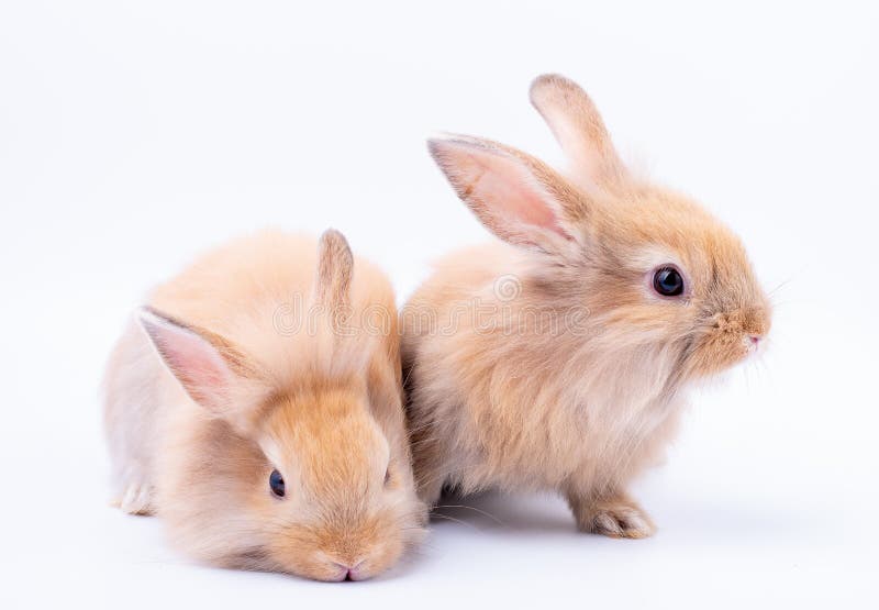 Two Little Brown Rabbit with Long Ears Look Relax and Stay Isolated on ...