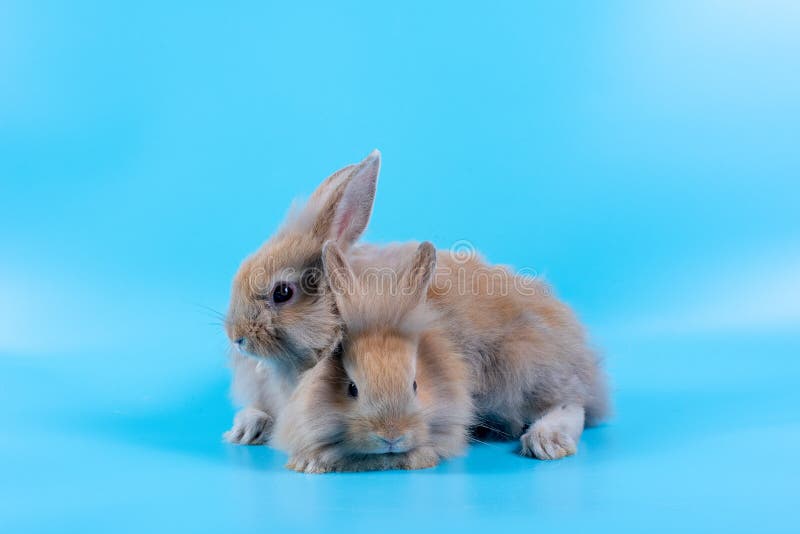 Two Little Brown Rabbits Stay Close Together with Blue Background Stock ...