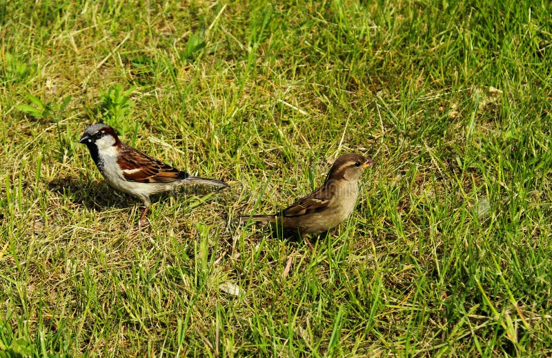 Two Little Birds in the Grass. Stock Photo - Image of cute, bird: 187677576