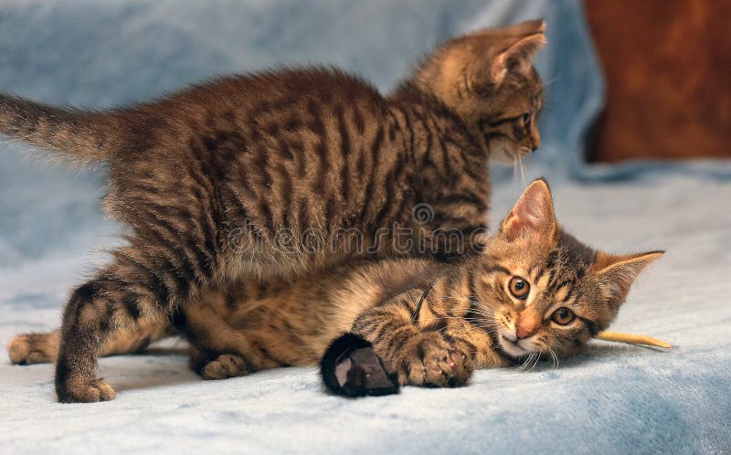 Two Little Brown Tabby Kittens Playing Stock Image - Image of friends ...