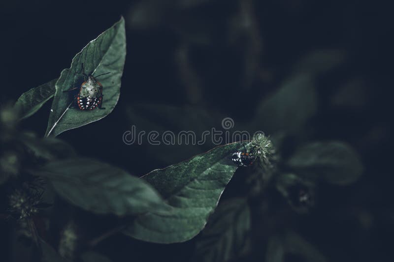 Two Little Bugs on Two Leaves Stock Photo - Image of outside, leaves ...