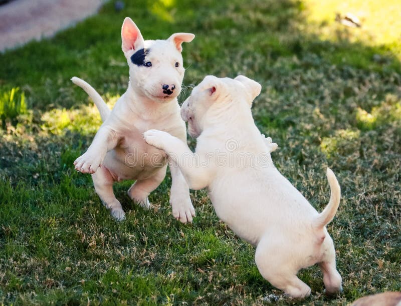 Two Little Bull Terrier Puppies Playing Stock Photo - Image of happy ...