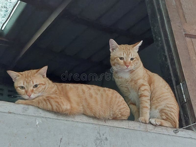 The Two Little Cats Looked for Life Below. Stock Photo - Image of life ...