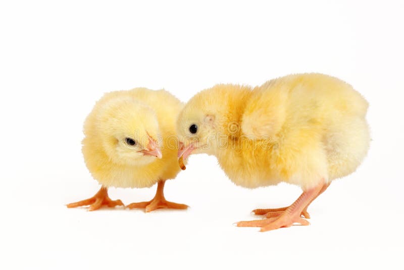 Two Little Chicken Broiler Isolated on White Stock Photo - Image of ...