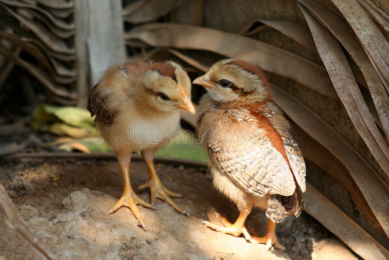 Two little chickens stock photo. Image of details, feather - 28417232
