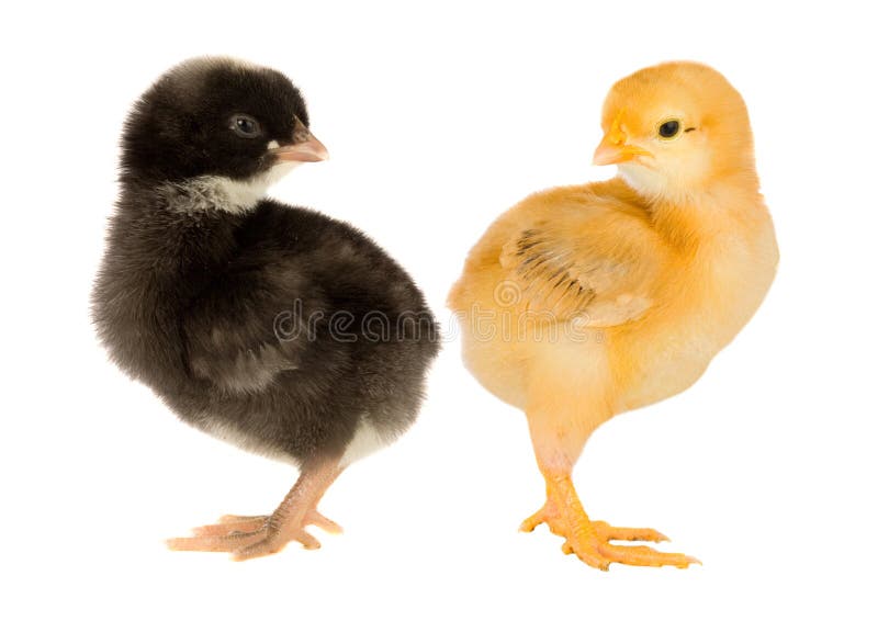 Two Little Chickens Different Colors Stock Photos - Free & Royalty-Free ...