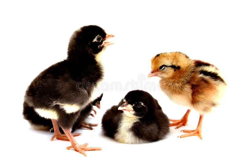 Two Little Chickens of Different Colors. Stock Photo - Image of colors ...