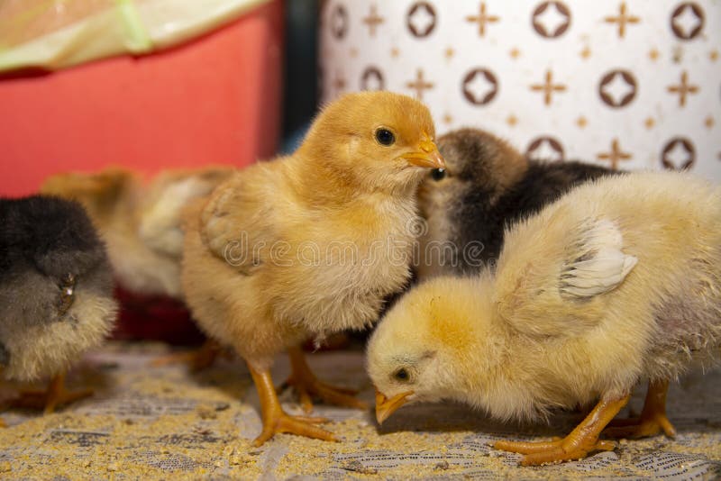 Two Little Chickens on the Floor Close-up Stock Photo - Image of fluffy ...