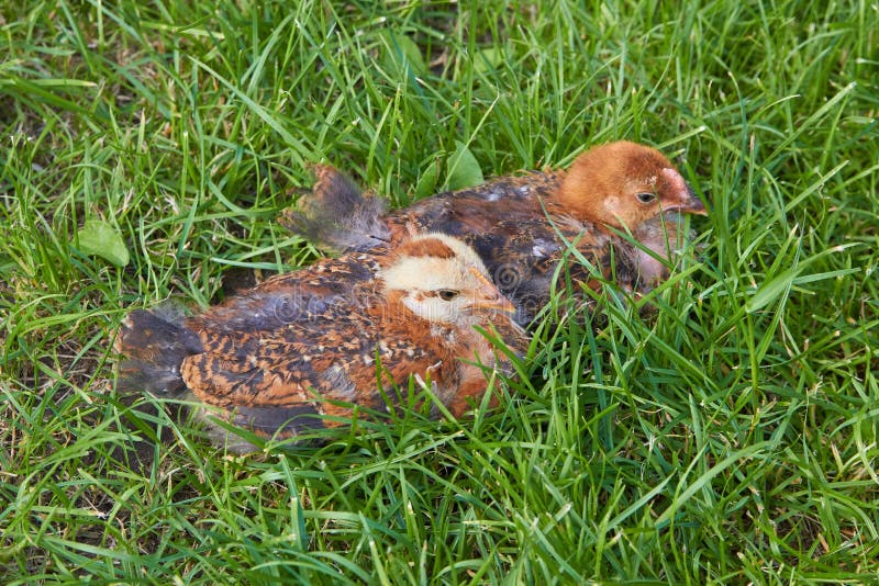 Chickens Resting Under Peony Bush Stock Photo - Image of farming ...