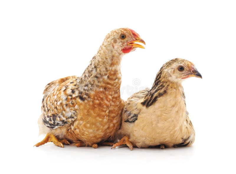 Two little chickens stock photo. Image of growth, background - 138169192