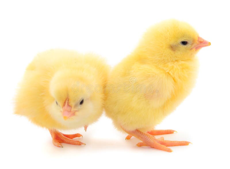Two Little Chickens Isolated Stock Image - Image of tiny, newborn ...