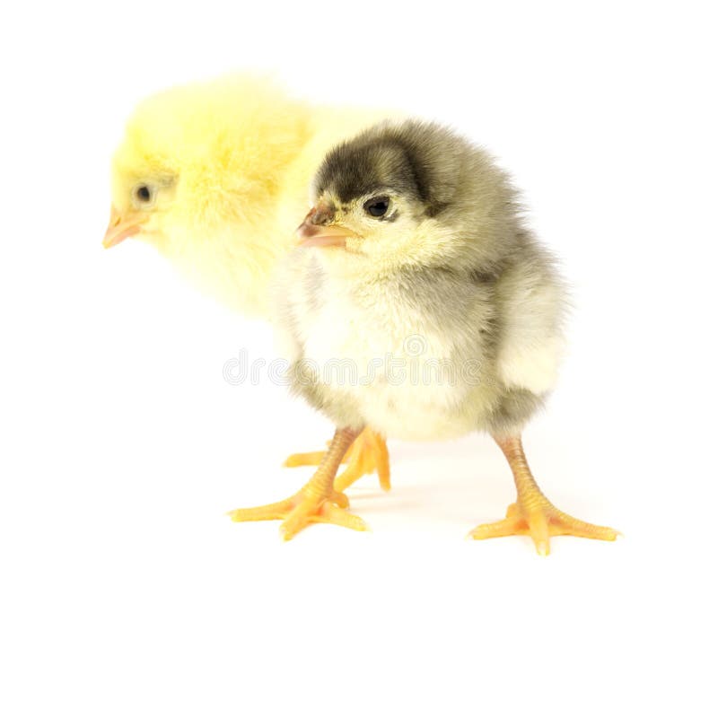 Two Little Chickens in the Nest Isolated on White Stock Image - Image ...