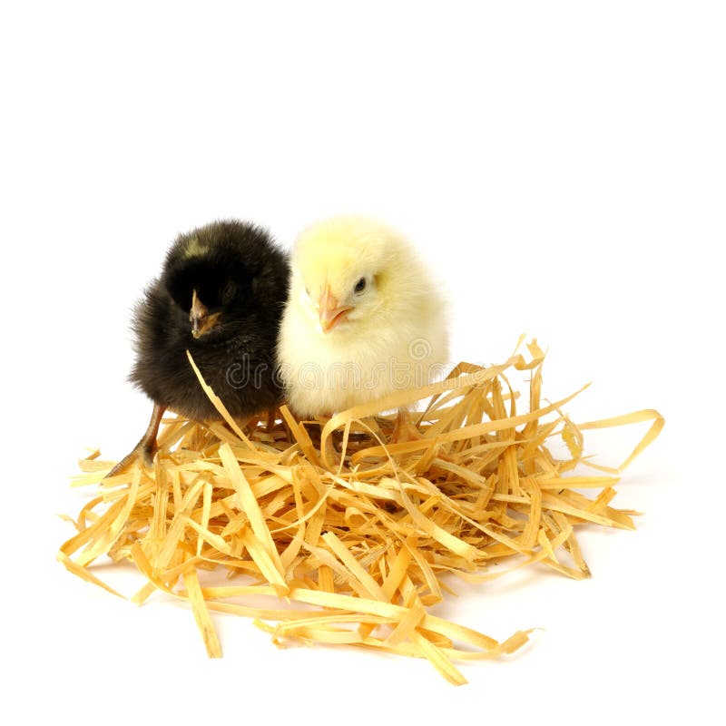 Two Little Chickens in the Nest Isolated on White Stock Image - Image ...
