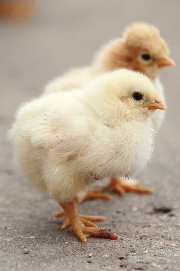 Small White Fluffy Chicken in the Grass Stock Photo - Image of ...