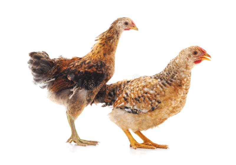 Two little chickens. stock image. Image of shot, background - 119427877