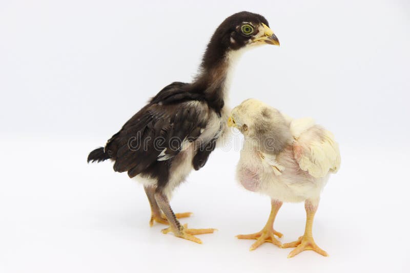 1,147 Two Little Fluffy Chicks Stock Photos - Free & Royalty-Free Stock ...