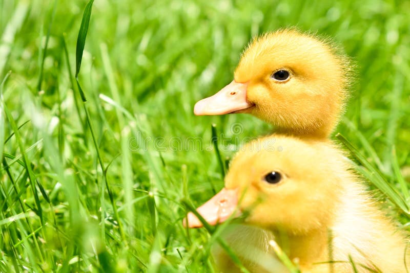 Two little cute ducklings stock image. Image of farming - 169964743