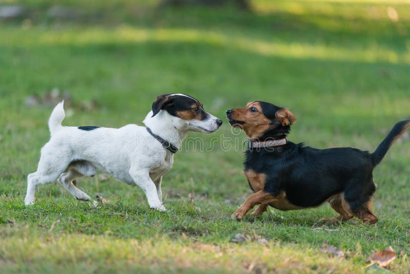 Two dogs playing stock photo. Image of countryside, nature - 95506878