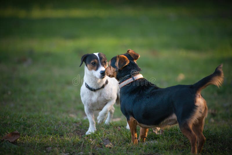 Two dogs playing stock photo. Image of sunshine, jack - 95506920