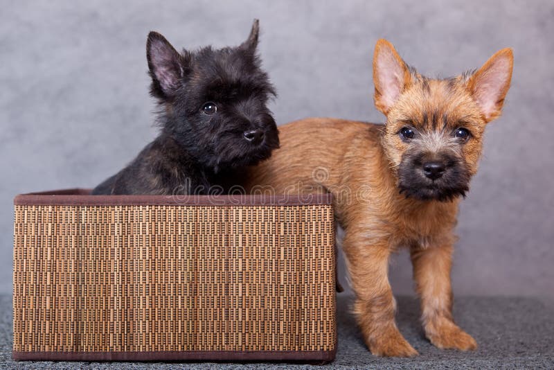 Two little dogs stock photo. Image of canine, portrait - 14382494