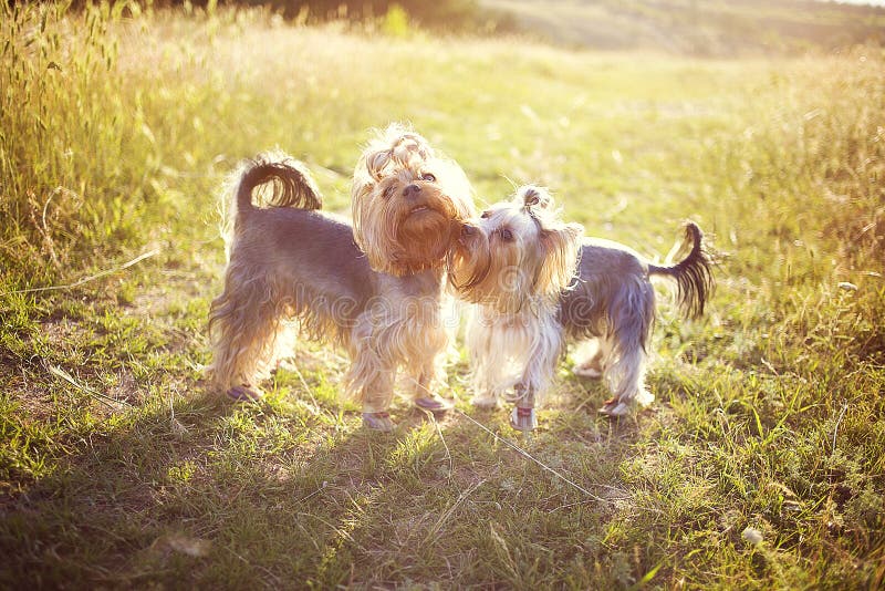 Little dogs stock photo. Image of cute, color, dynamic - 6972462