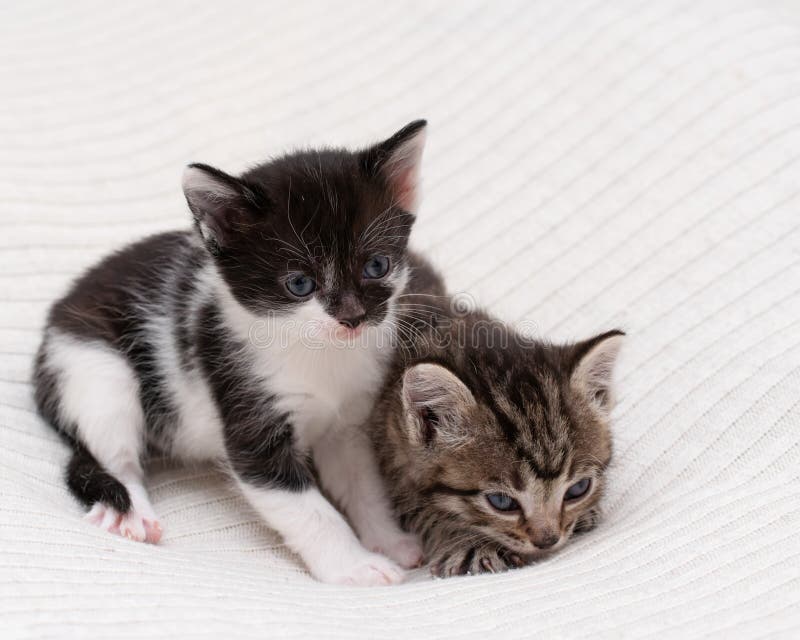 Two Little Domestic at Home on a Plaid Stock Photo - Image of haired ...