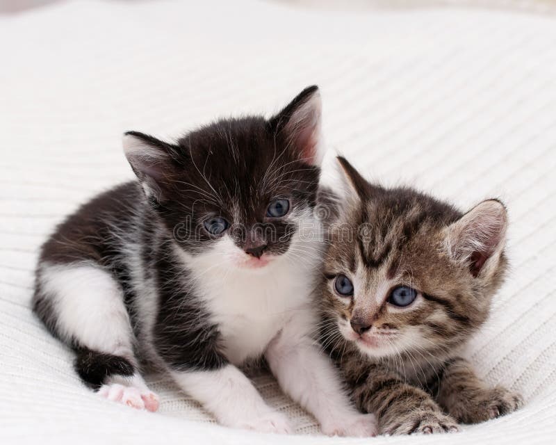 Two Little Domestic at Home on a Plaid Stock Photo - Image of staring ...