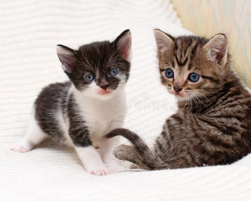 Two Little Domestic at Home on a Plaid Stock Image - Image of short ...