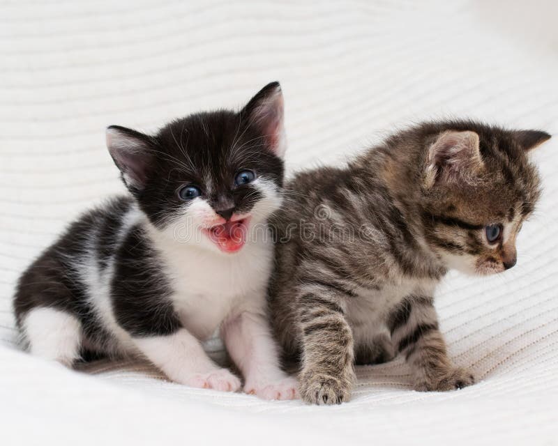 Two Little Domestic at Home on a Plaid Stock Photo - Image of short ...