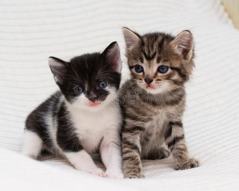 Two Little Domestic at Home on a Plaid Stock Image - Image of bedspread ...