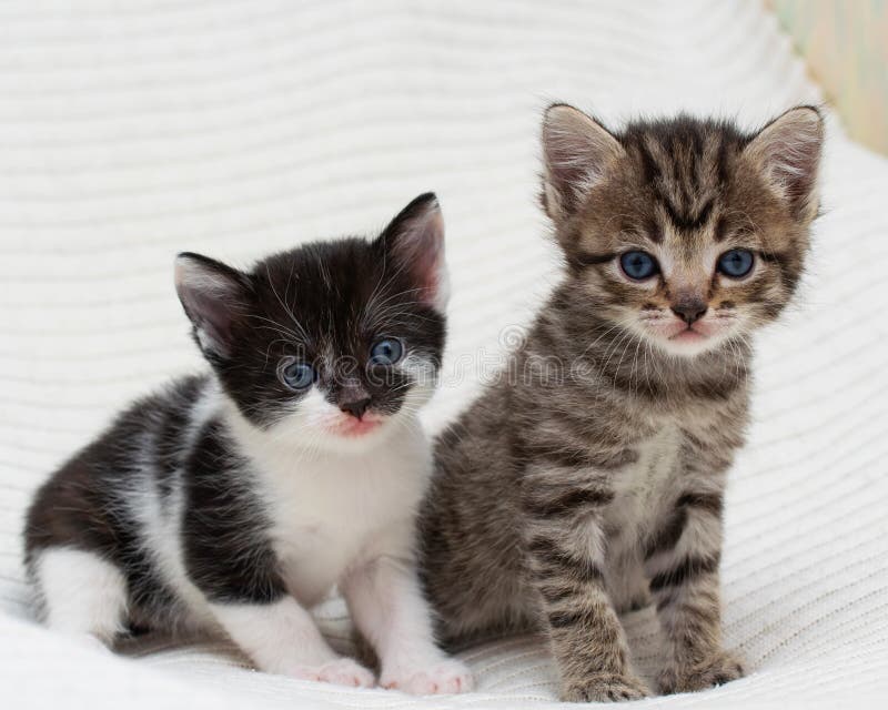 Two Little Domestic at Home on a Plaid Stock Photo - Image of kitty ...