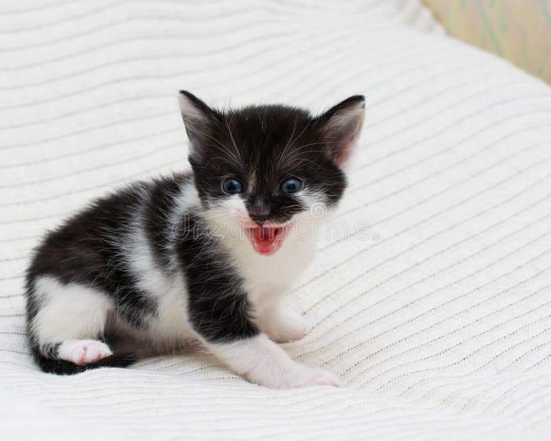 Two Little Domestic at Home on a Plaid Stock Image - Image of cute ...