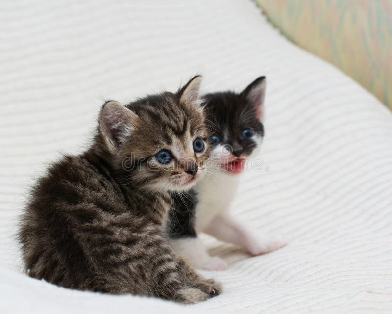 Two Little Domestic at Home on a Plaid Stock Photo - Image of plaid ...
