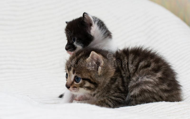 Two Little Domestic at Home on a Plaid Stock Image - Image of kitten ...