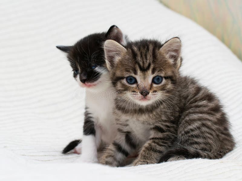 Two Little Domestic at Home on a Plaid Stock Image - Image of baby ...