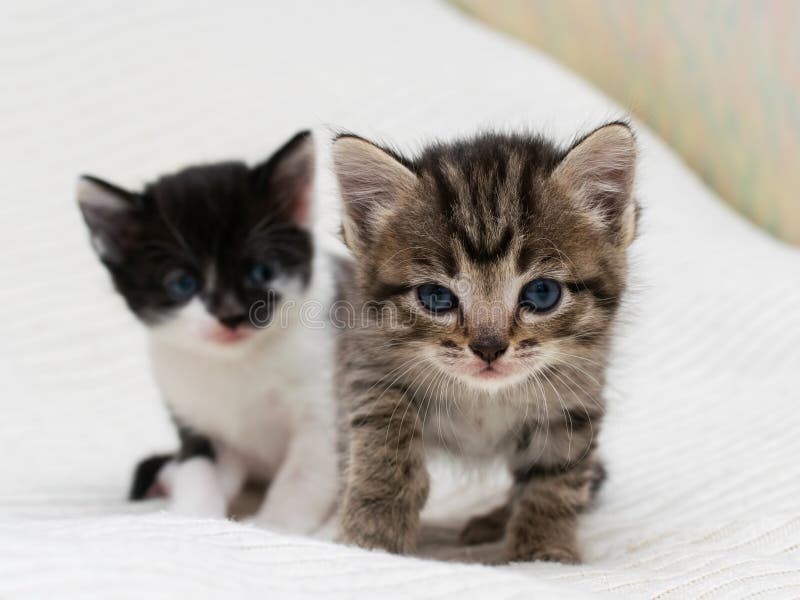 Two Little Domestic at Home on a Plaid Stock Photo - Image of staring ...