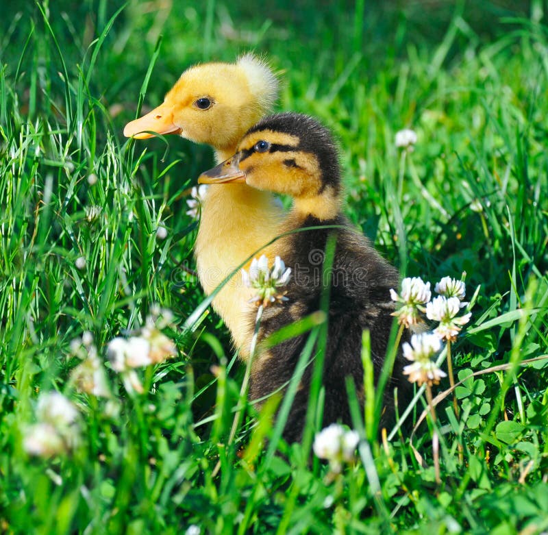 Two little ducks stock photo. Image of outdoors, little - 16619026