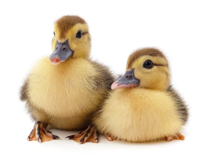 945 Two Little Ducks Stock Photos - Free & Royalty-Free Stock Photos ...