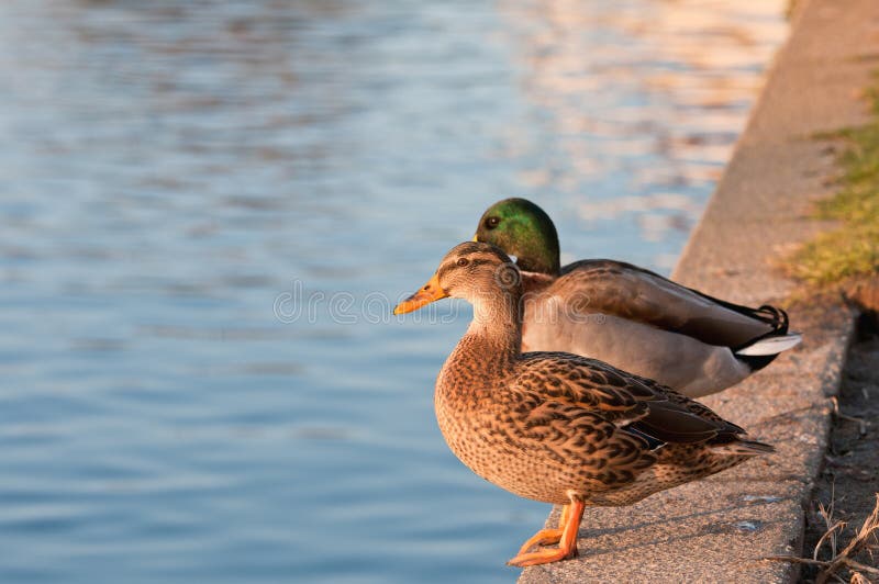 Two little ducks stock photo. Image of drake, watching - 28103698