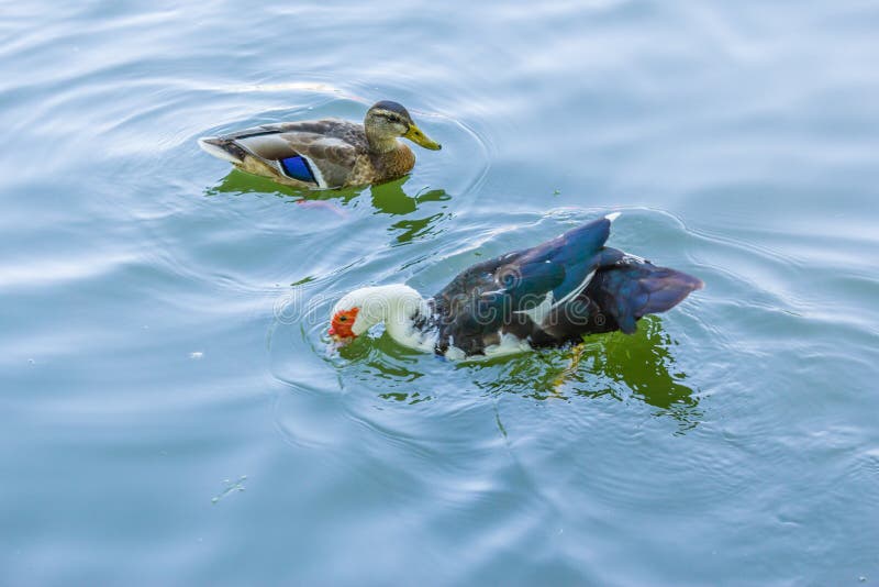 Two little ducks stock photo. Image of domestic, closeup - 93078226