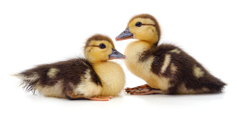 924 Two Little Ducks Stock Photos - Free & Royalty-Free Stock Photos ...