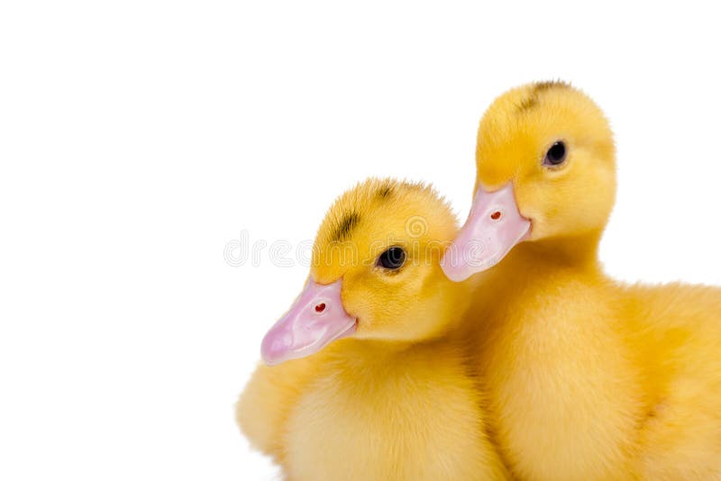 Ducklings in Pails stock photo. Image of innocent, hatch - 39572928
