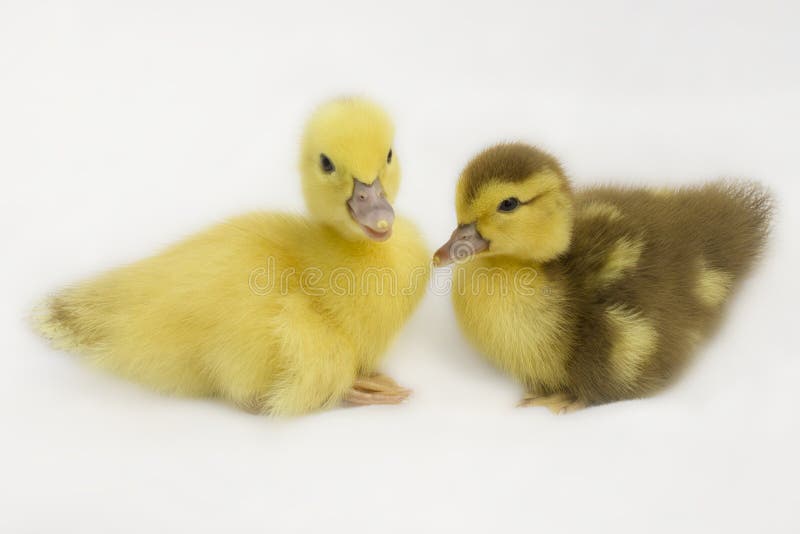 Two Little Ducks on a White Background . Stock Photo - Image of fluffy ...