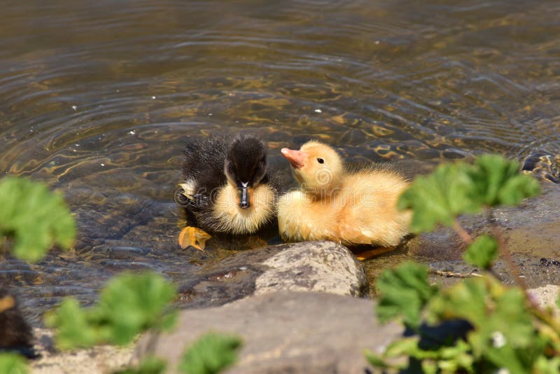 Two Little Ducks Yellow and Black Playing in Water Stock Photo - Image ...