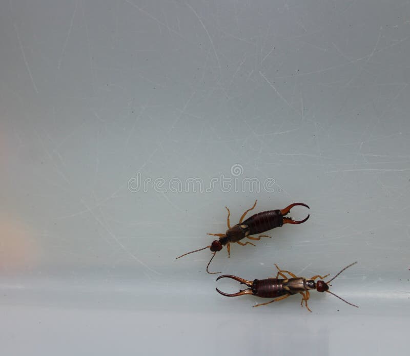 Two Little Earwigs in a Box Stock Photo - Image of animals, garden ...