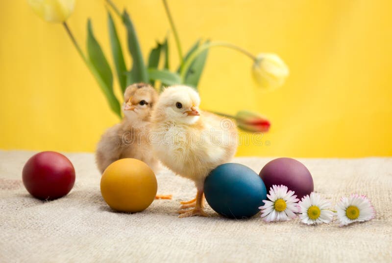 Two little Easter chicken stock photo. Image of happy - 68035474