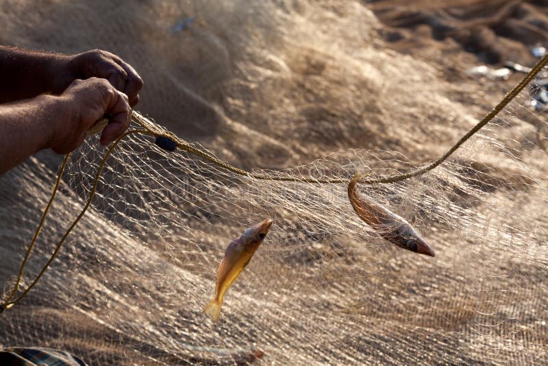 Two Little Fish in the Nets Stock Image - Image of ocean, mending: 17483703