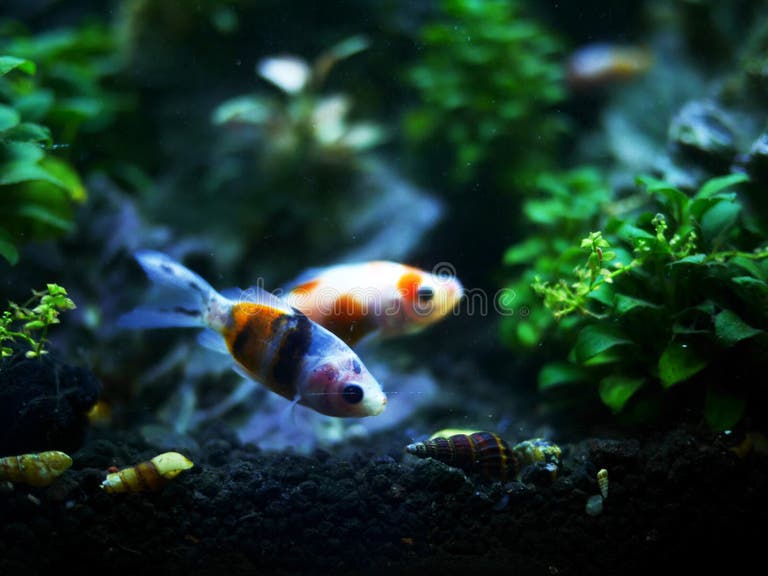 Two little fish and snails stock photo. Image of snail - 63449648