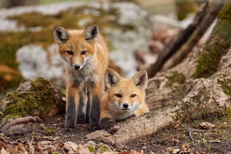 Two Little Foxes Resting in the Forest Stock Image - Image of forest ...